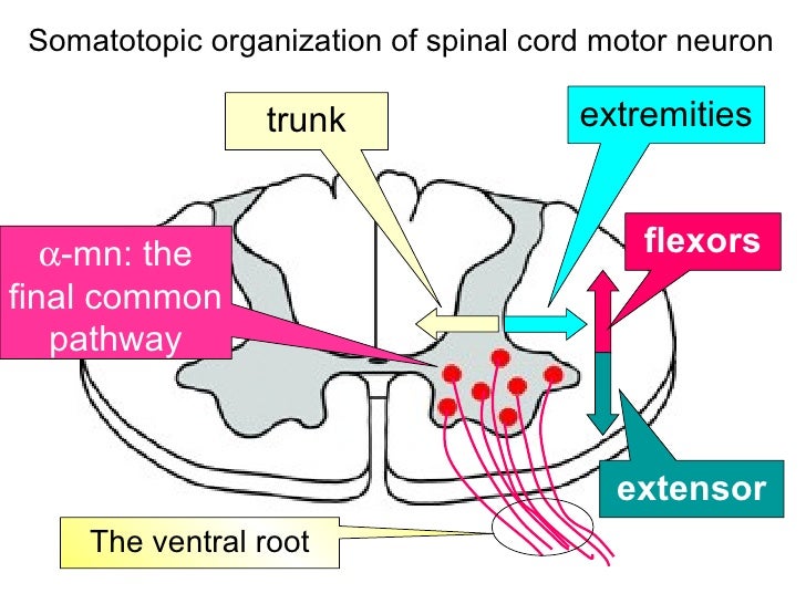 motor anatomy airway management