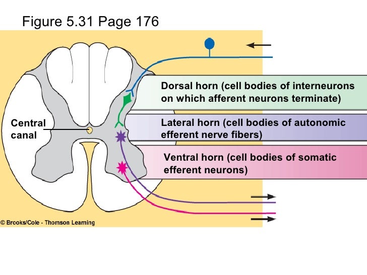 motor anatomy airway management
