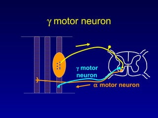 Motor system1 reflexes | PPT