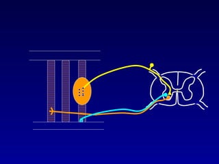Motor system1 reflexes | PPT