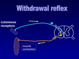 Withdrawal Reflex