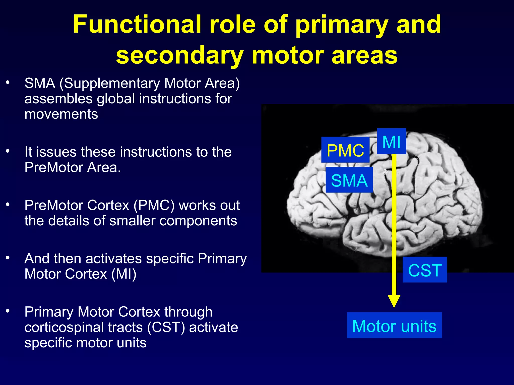 Motor system2 pathways | PPT