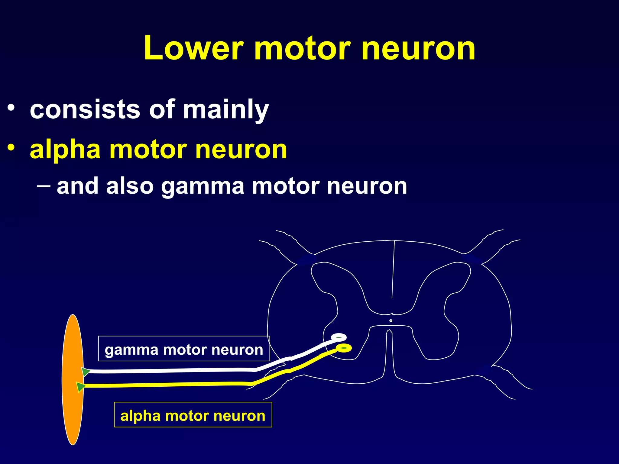 Motor system2 pathways | PPT