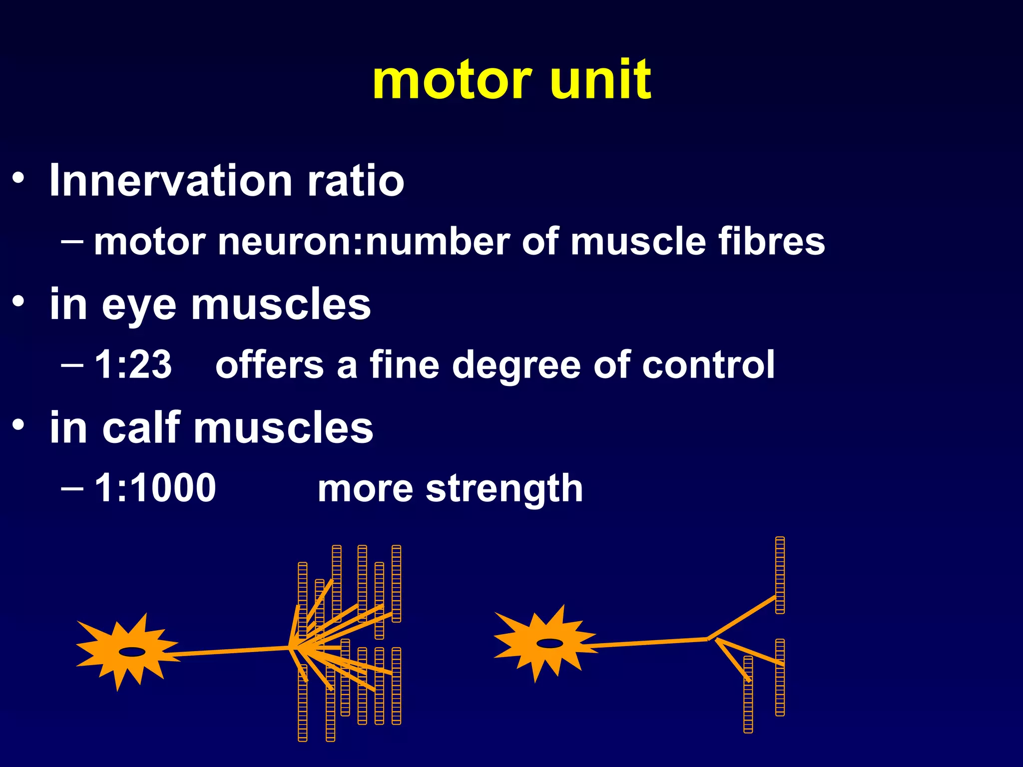 Motor system2 pathways | PPT