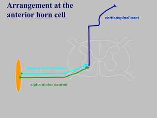 Motor system2 pathways | PPT