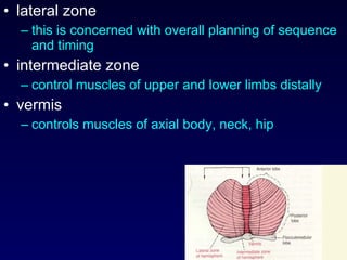 Motor system3 cerebellum | PPT