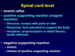 Motor system5 posture | PPT
