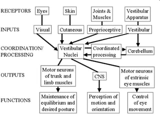 Motor system5 posture | PPT