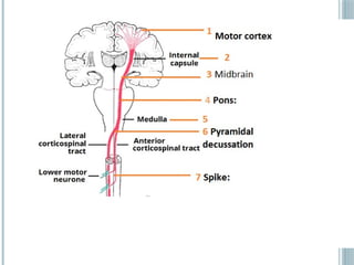 Motor system and Reflex nervous system.pptx
