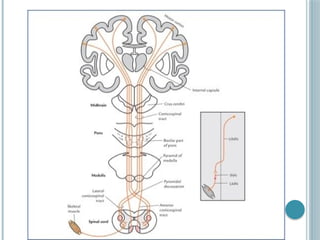 Motor system and Reflex nervous system.pptx