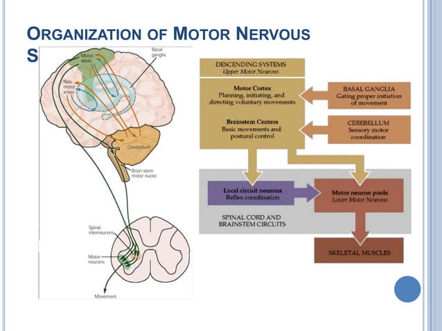 Motor system cortical control | PPT
