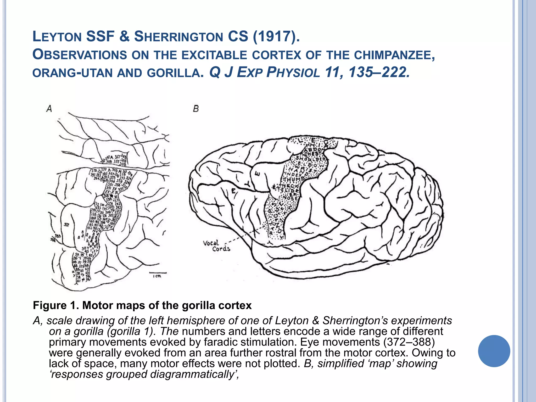 Motor system corticospinal | PPTX