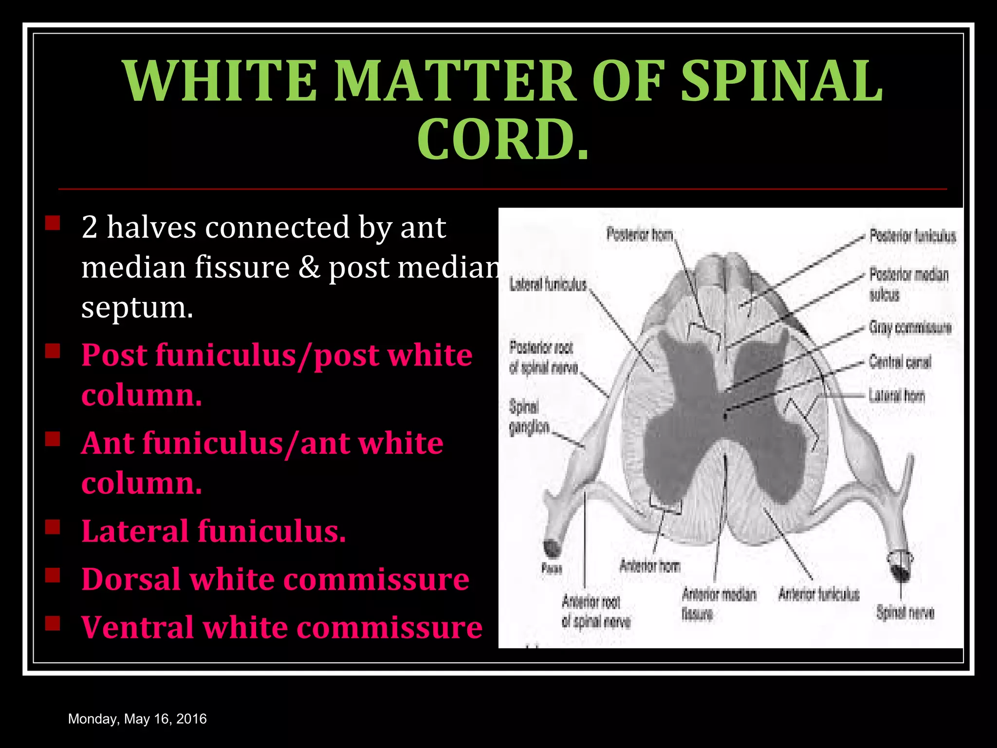 MOTOR SYSTEM SPINAL CORD | PPT