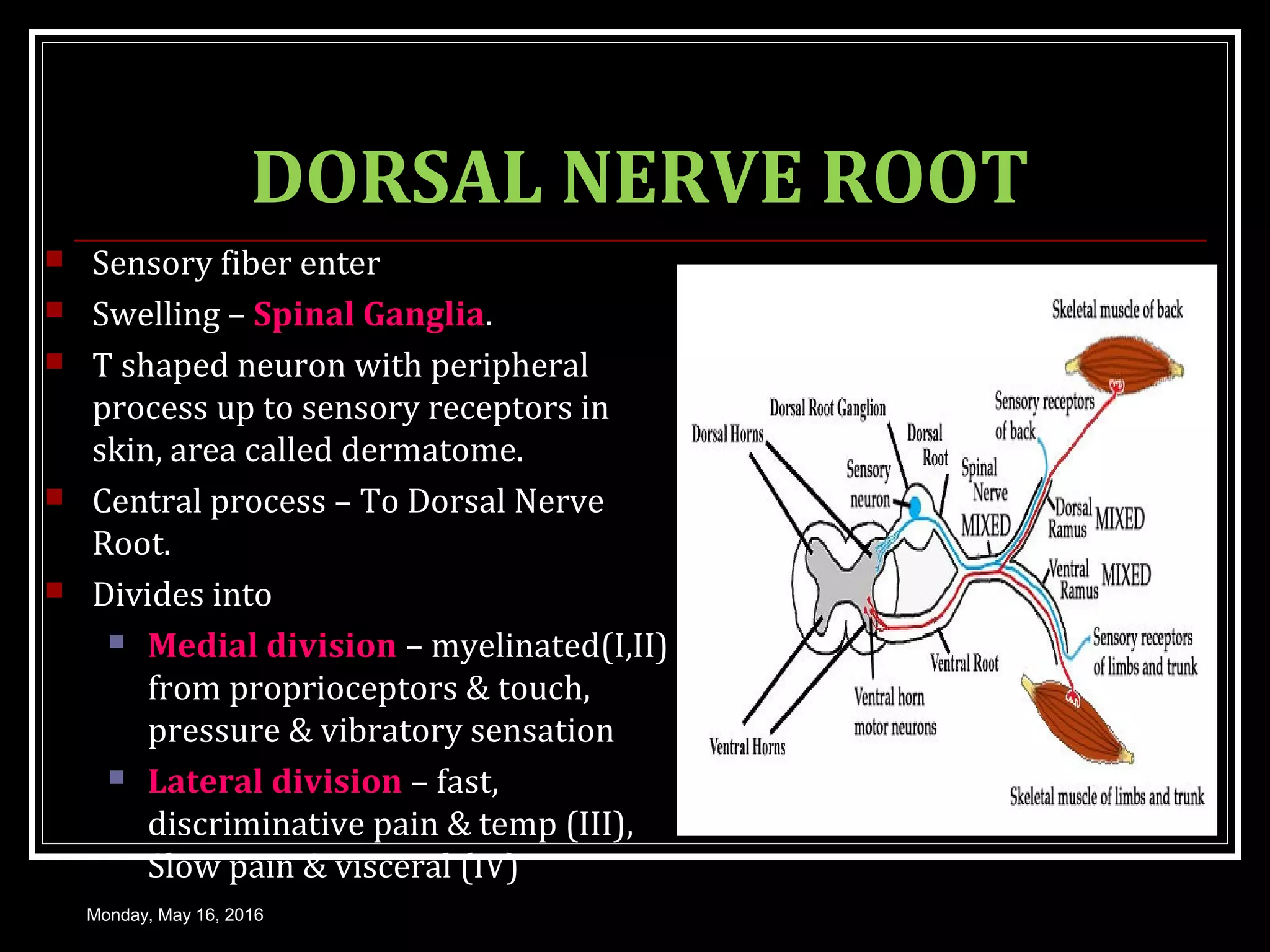 MOTOR SYSTEM SPINAL CORD | PPT