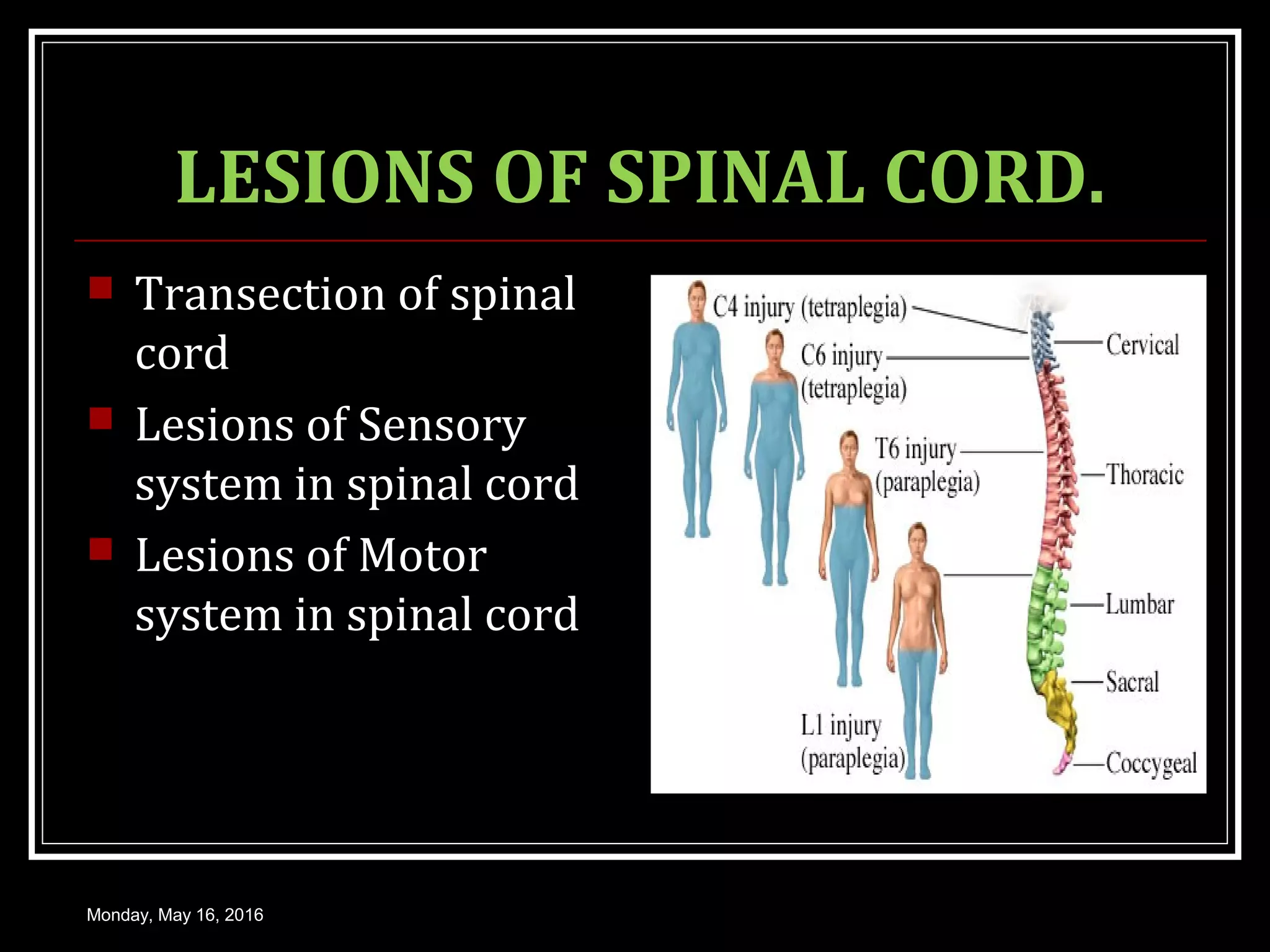MOTOR SYSTEM SPINAL CORD | PPT