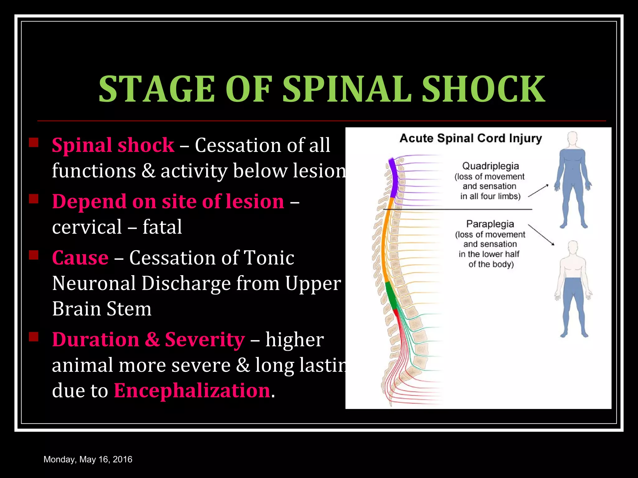 MOTOR SYSTEM SPINAL CORD | PPT
