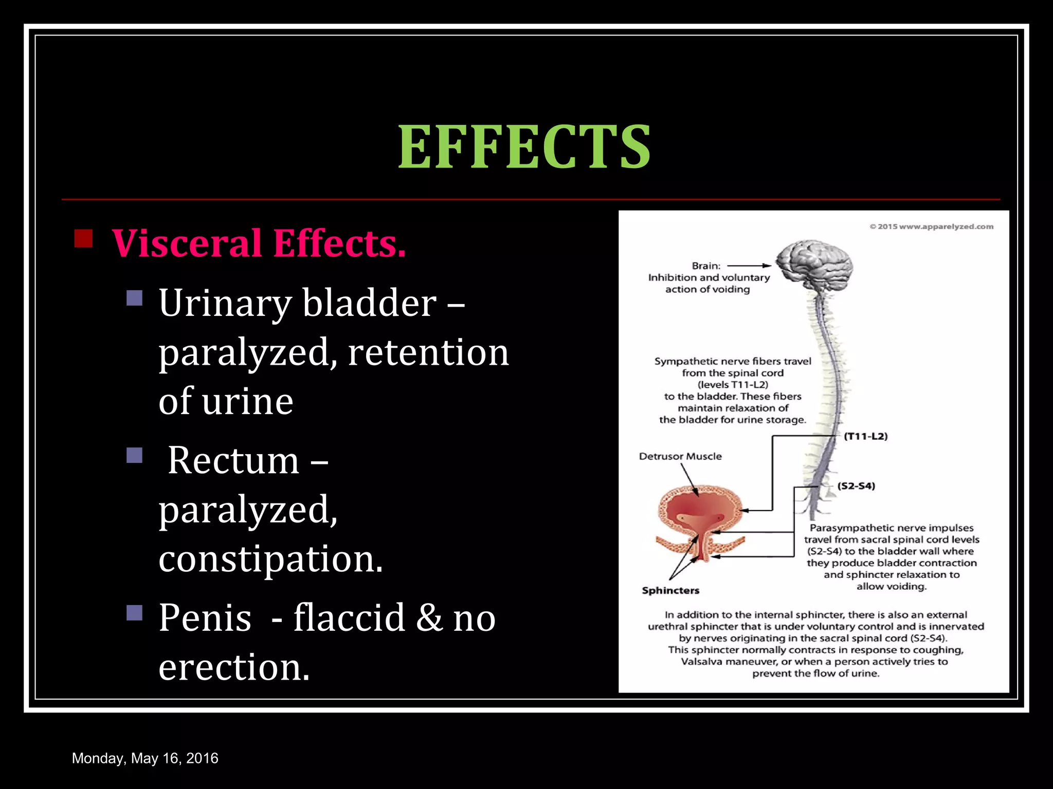 MOTOR SYSTEM SPINAL CORD | PPT