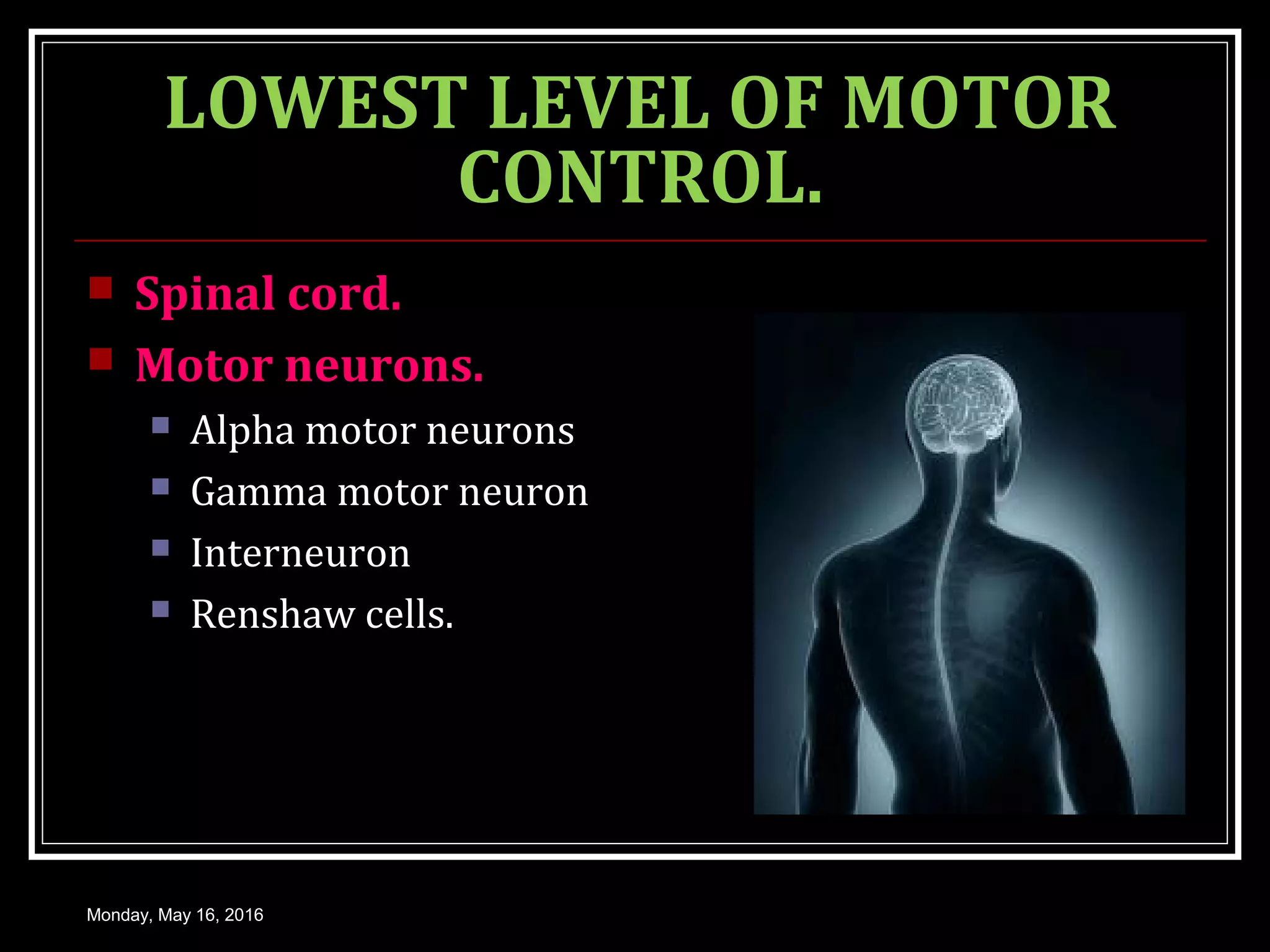 MOTOR SYSTEM SPINAL CORD | PPT