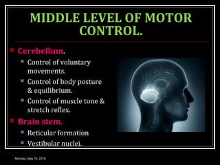 MOTOR SYSTEM SPINAL CORD | PPT