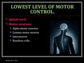 MOTOR SYSTEM SPINAL CORD | PPT