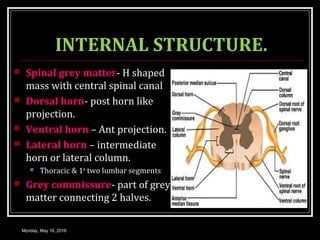 MOTOR SYSTEM SPINAL CORD | PPT
