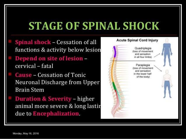 MOTOR SYSTEM SPINAL CORD