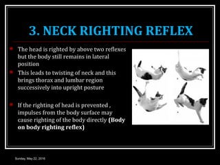 MOTOR SYSTEM IV REGULATION OF POSTURE | PPT