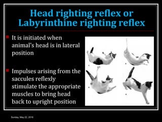 Labyrinthine Righting Reflex