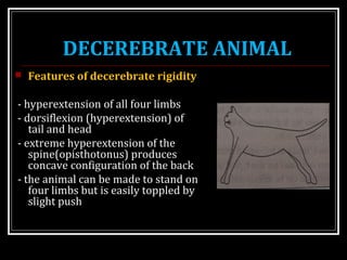 Decerebrate Rigidity Dog