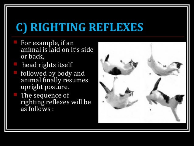 MOTOR SYSTEM IV REGULATION OF POSTURE