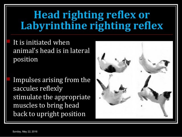 MOTOR SYSTEM IV REGULATION OF POSTURE