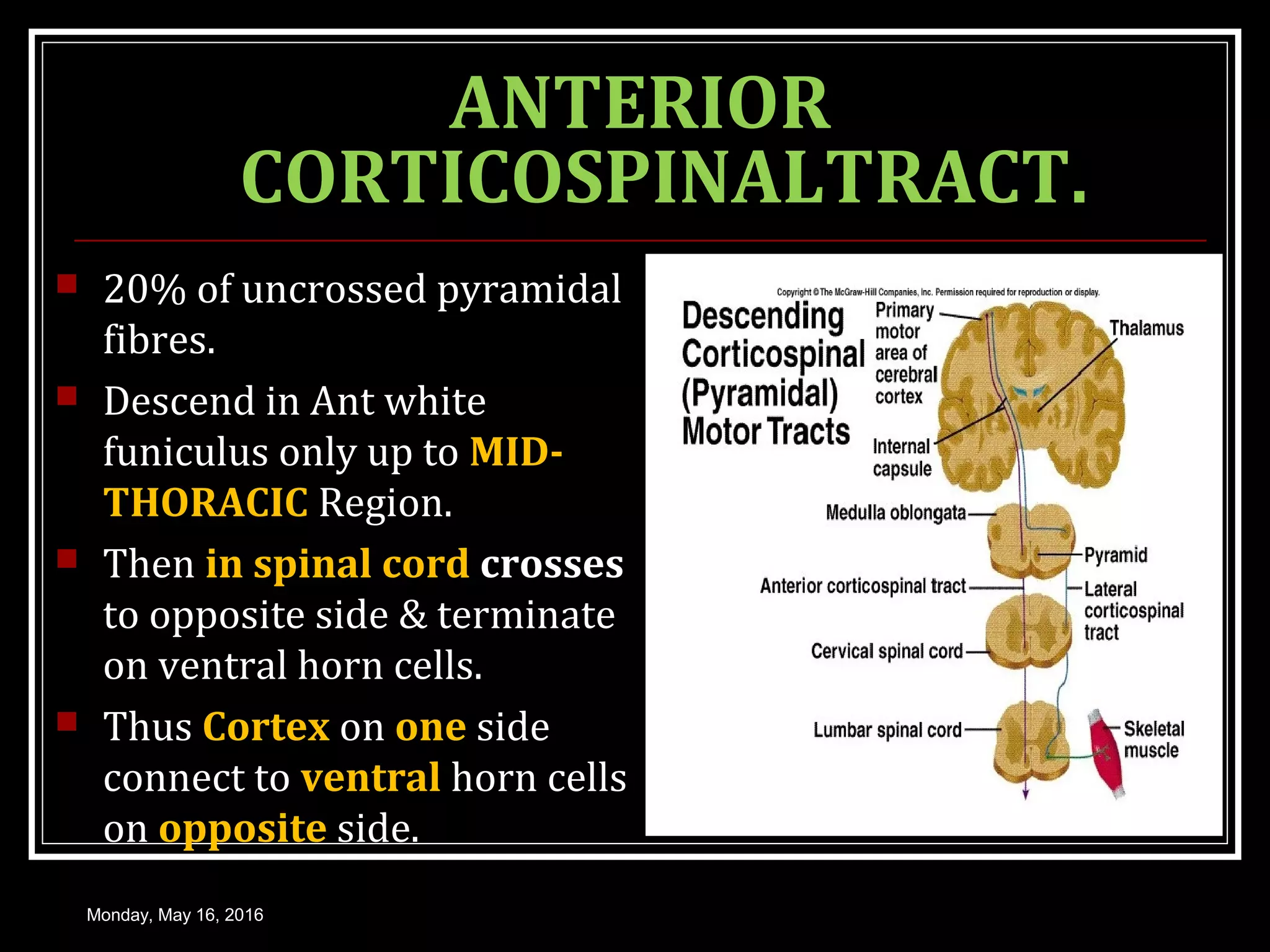 MOTOR SYSTEM MOTOR TRACTS | PPT