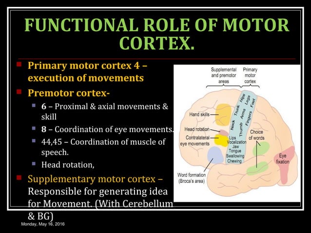 MOTOR SYSTEM MOTOR TRACTS | PPT