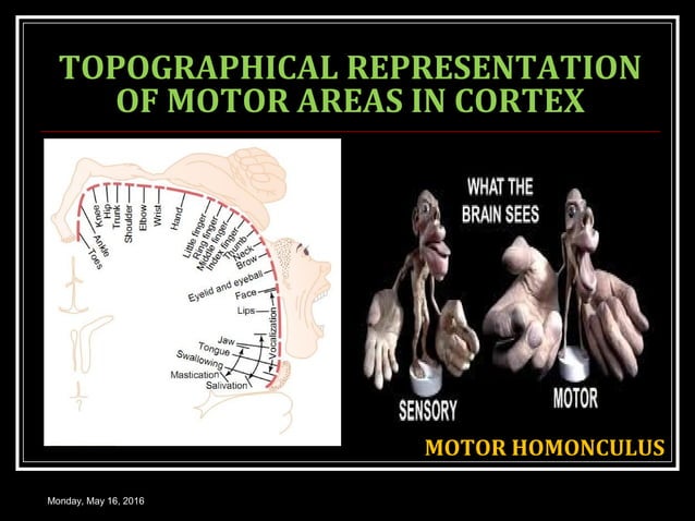 MOTOR SYSTEM MOTOR TRACTS | PPT
