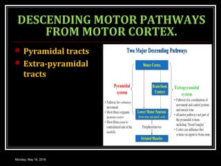 MOTOR SYSTEM MOTOR TRACTS | PPT