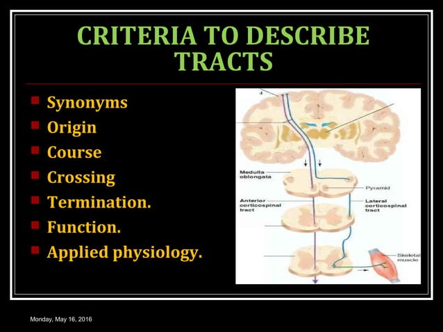 MOTOR SYSTEM MOTOR TRACTS | PPT