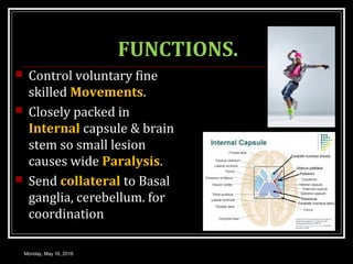 MOTOR SYSTEM MOTOR TRACTS | PPT