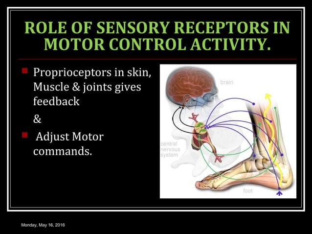 MOTOR SYSTEM MOTOR TRACTS | PPT