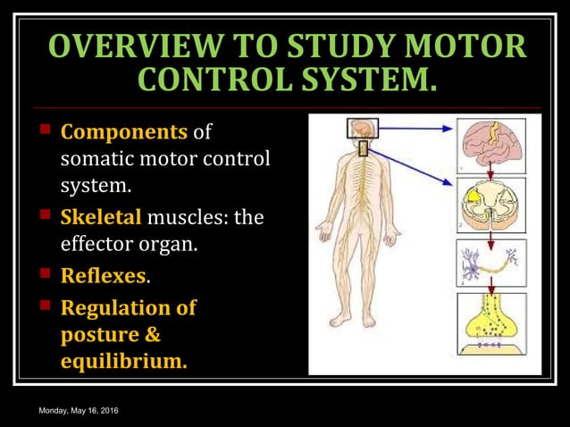 MOTOR SYSTEM MOTOR TRACTS | PPT