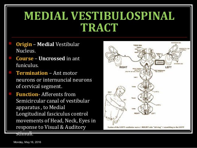 Vestibulospinal