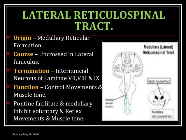 MOTOR SYSTEM MOTOR TRACTS