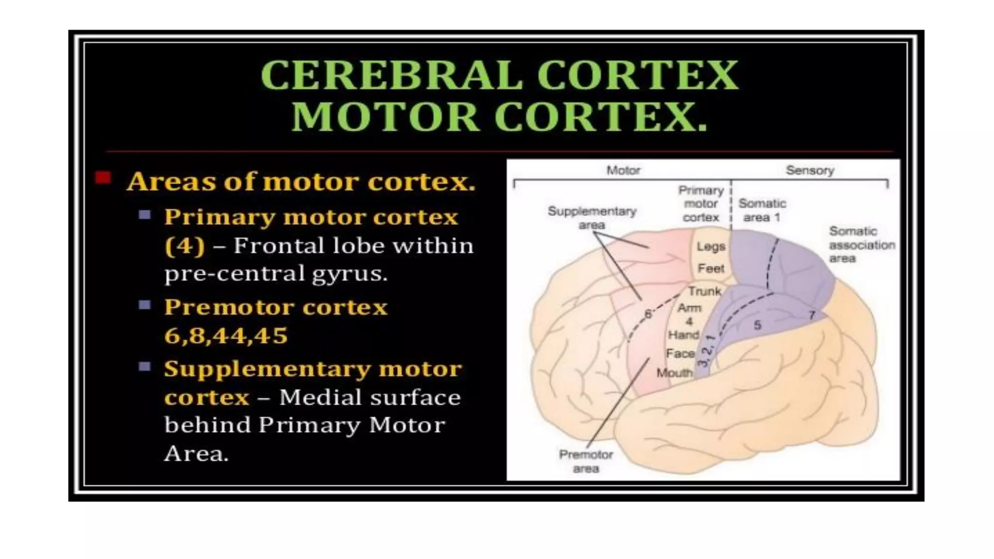 Motor System of Human Being.drjma | PPT