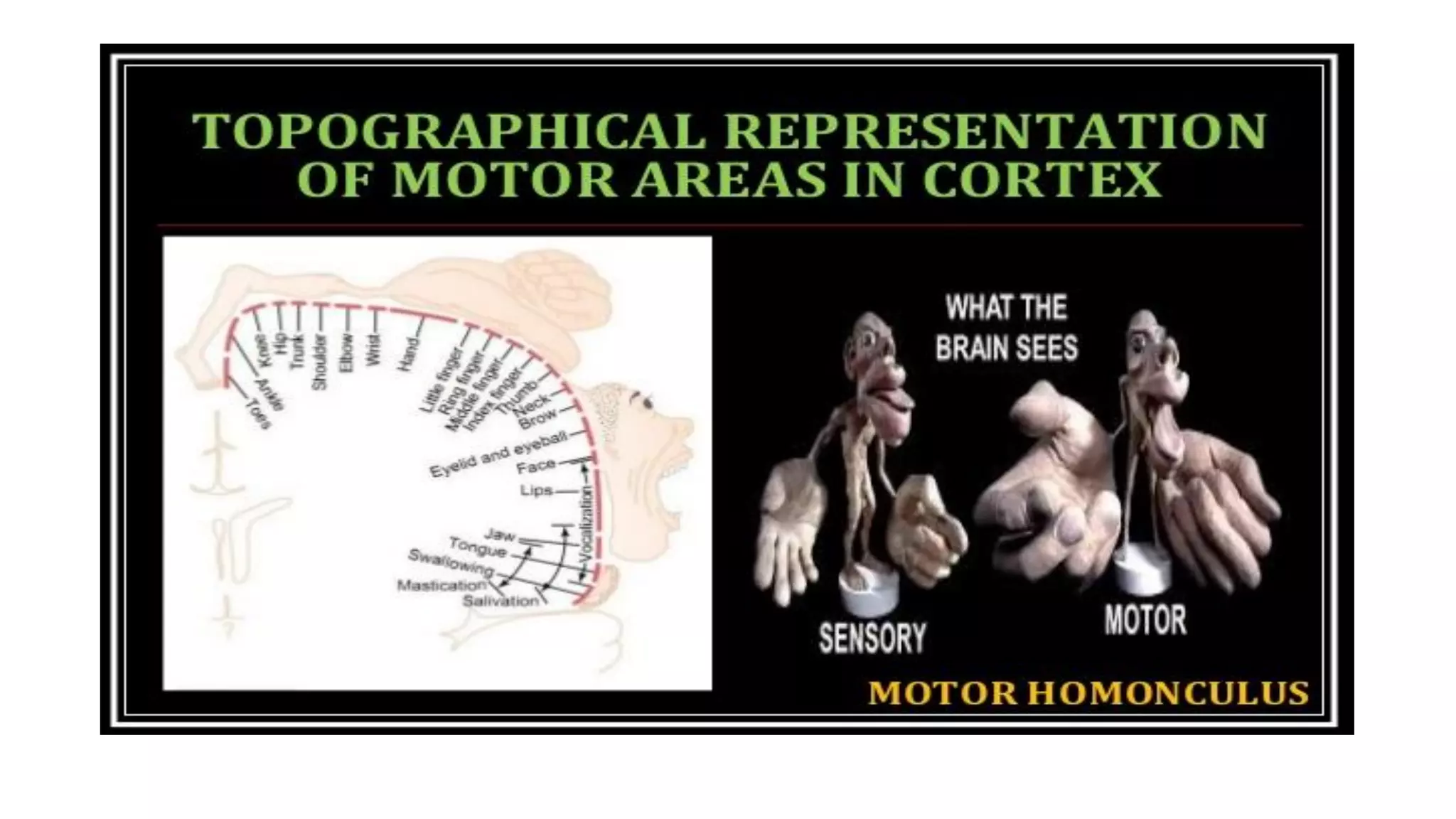 Motor System of Human Being.drjma | PDF