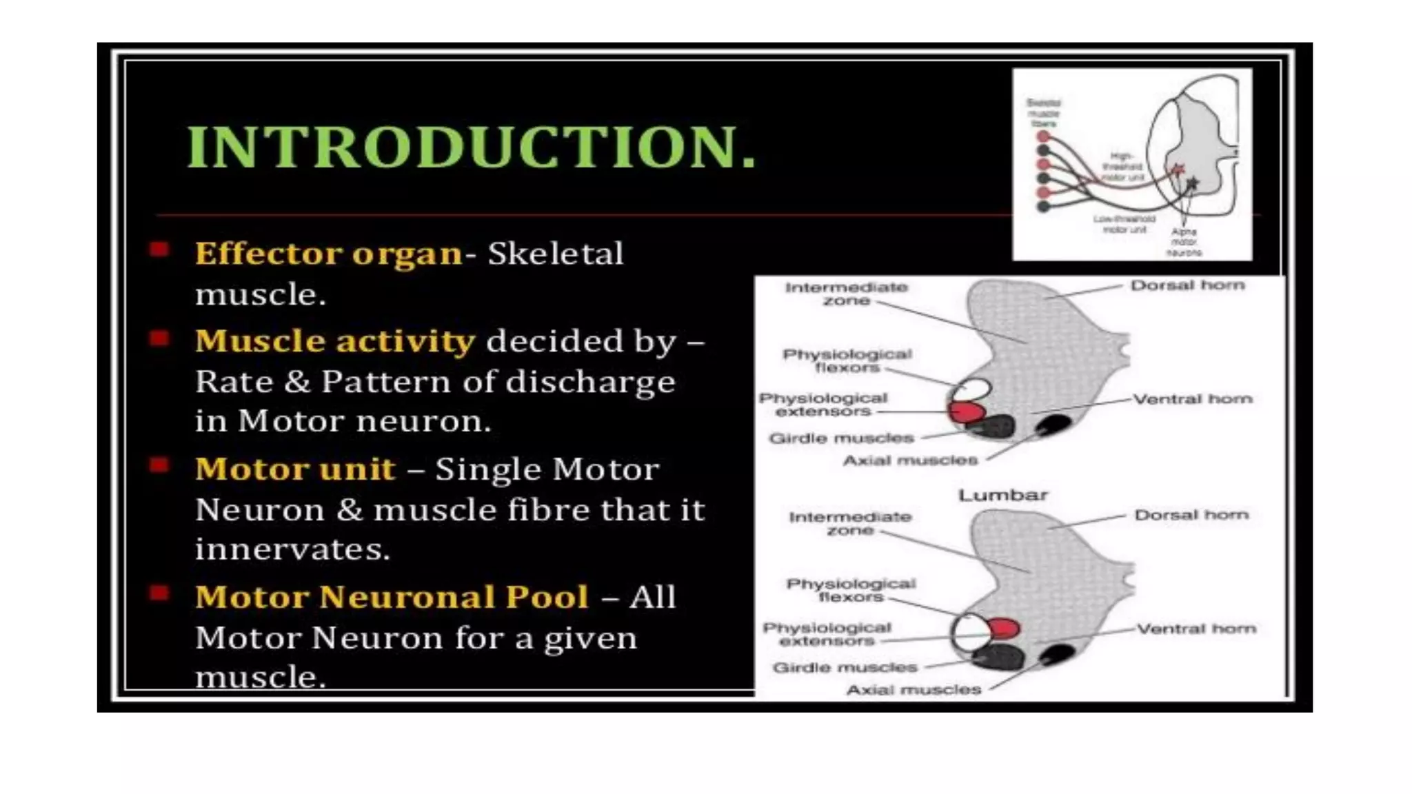 Motor System of Human Being.drjma | PDF