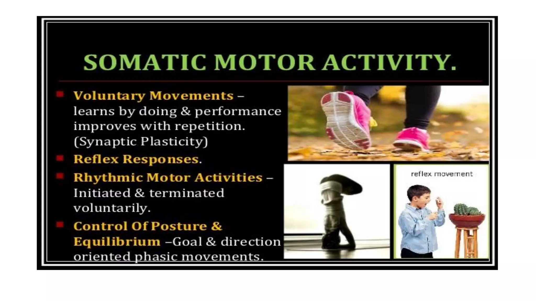 Motor System of Human Being.drjma | PDF