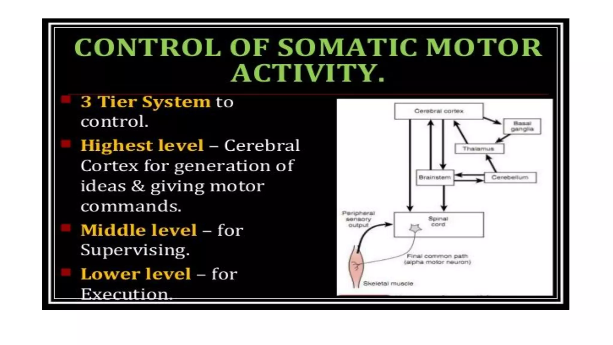 Motor System of Human Being.drjma | PPT