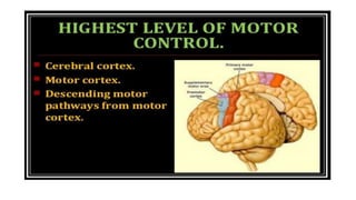 Motor System of Human Being.drjma | PPT