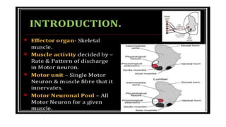 Motor System of Human Being.drjma | PPT