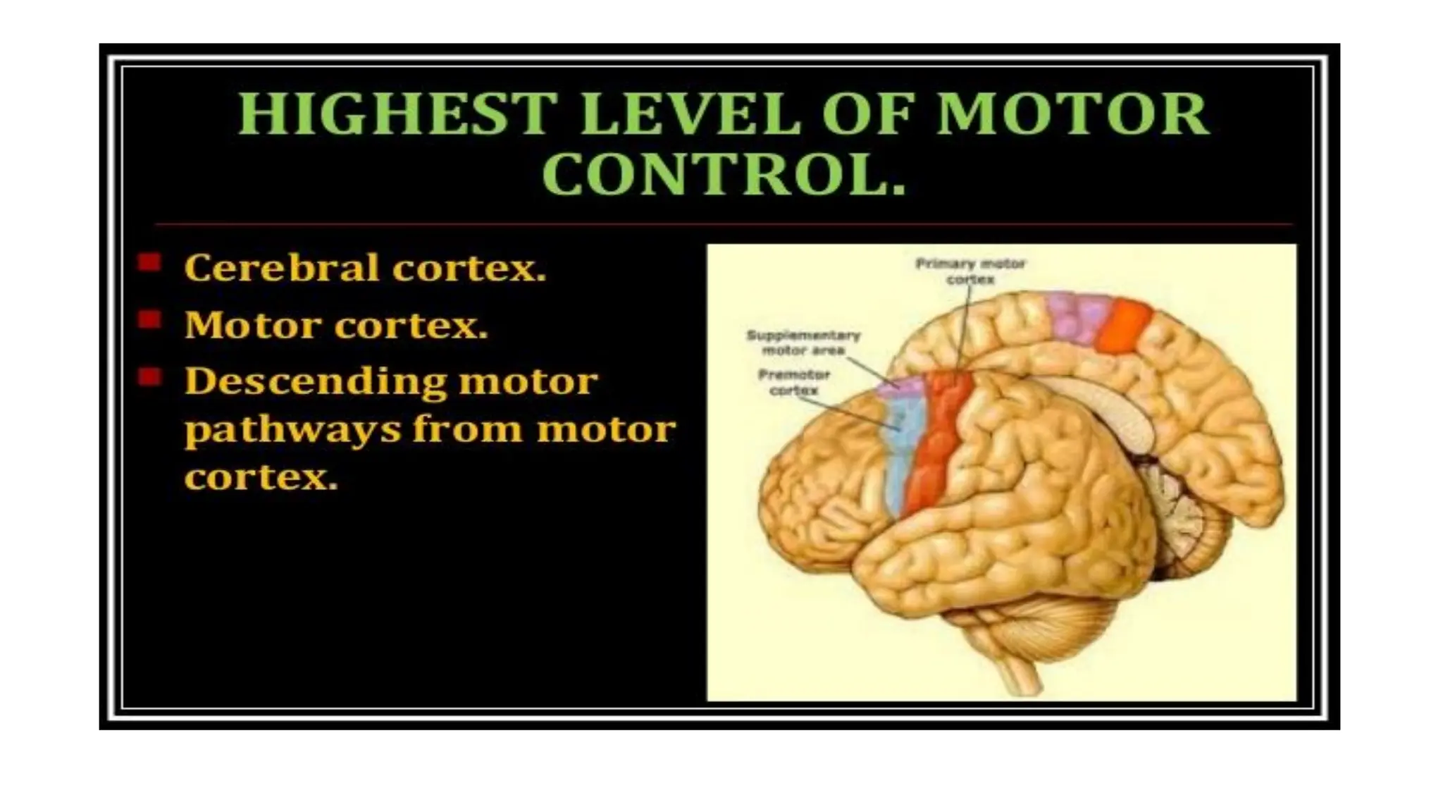 Motor system of human being-Part 1.drjma.pdf