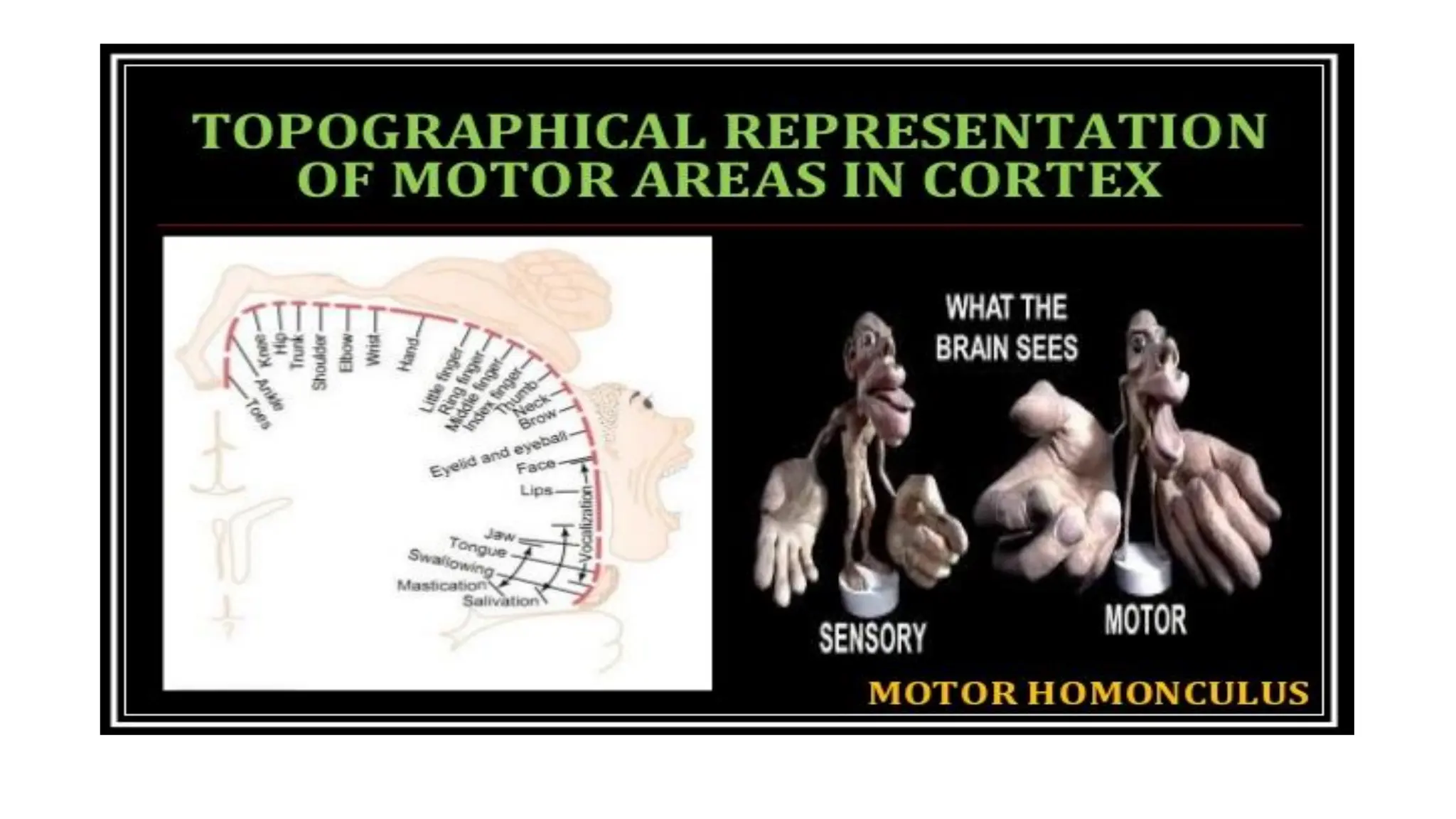 Motor system of human being-Part 1.drjma.pdf